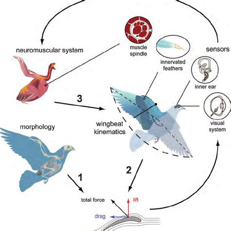 Pdf The Biophysics Of Bird Flight Functional Relationships Integrate Aerodynamics Morphology