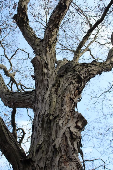 Shagbark Hickory Tree Carya Ovata Identification And Uses — Practical