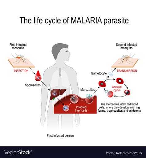 Malaria Parasite Diagram