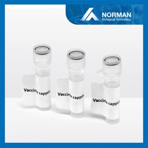 Vaccinia Capping Enzyme Enzyme Supply Product Norman Biological Immunoassay Analyzer In