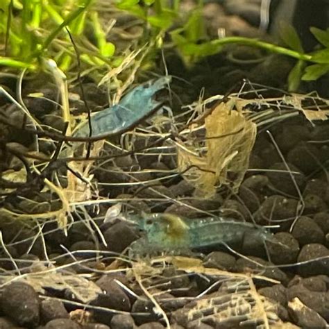 Can Someone Help Sex My Shrimp Rshrimptank