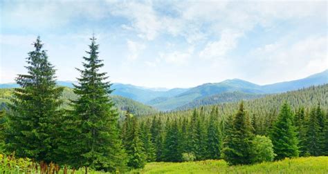 Scientists Learn How Trees Adapt To Climate Change Earth Com