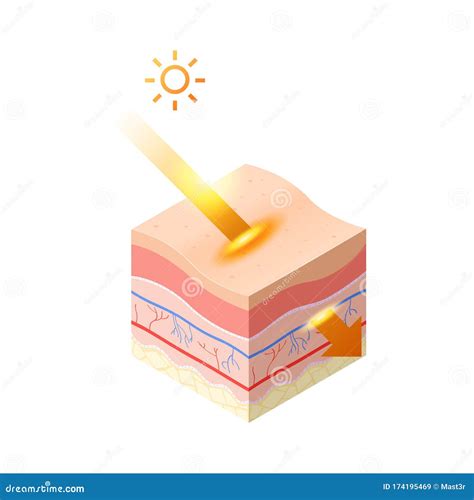 Skin Cross Section Royalty Free Illustration 37049553