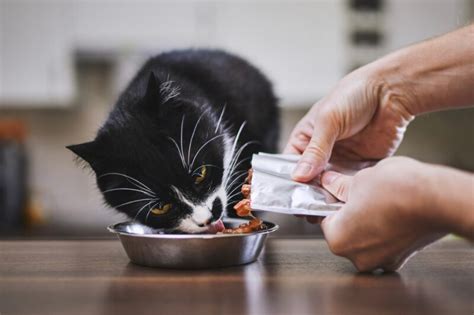 Coconut Oil For Cats Benefits Uses And Safety Tips Great Pet Care