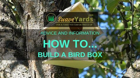 How To Build A Bird Box Make Your Feathered Friends Feel At Home