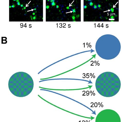 Single Particle Tracking Fluorescence Microscopy Was Used To Follow The