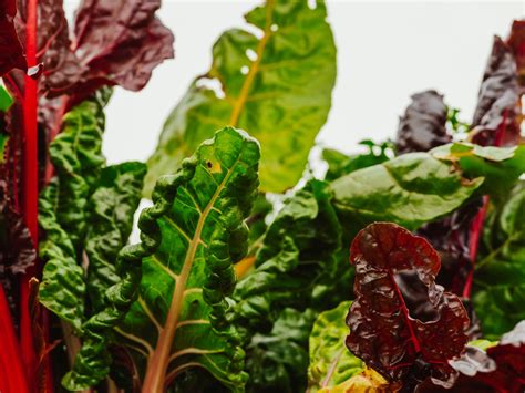 Aggregate Nutrient Density Index Or Andi Score The Guide