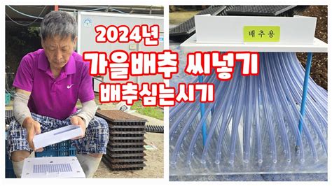 가을배추 김장용배추 씨넣기파종 씨앗파종기이용 배추심는시기 배추재배 방법 Youtube