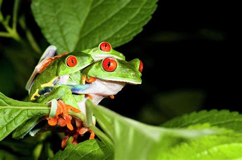 Mating Red Eyed Tree Frog Agalychnis Photograph By Josh Miller Fine Art America