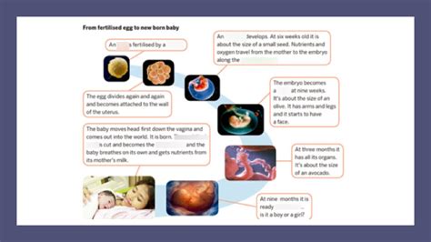 Human Reproduction 1 Diagram Quizlet