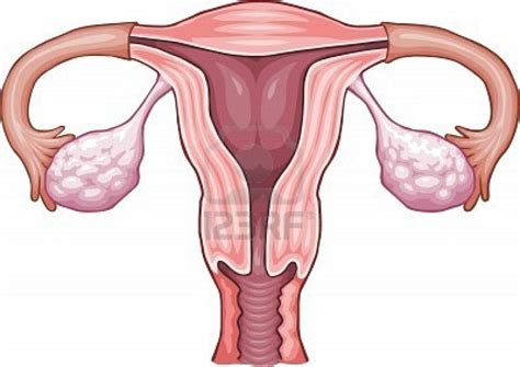 Sex Ed Sophomore Diagram Quizlet