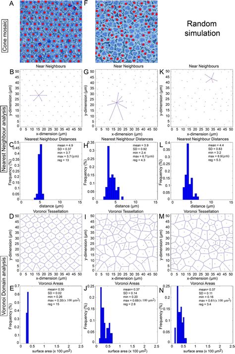 Spatial Analysis Of Double Cone Distributions From The Square Mosaic Download Scientific