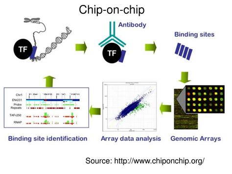 Ppt Combined Analysis Of Chip Chip Data And Sequence Data Harbison Et Al Powerpoint