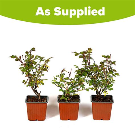 Rose Everglow Ruby 9cm Potted X3 Yougarden