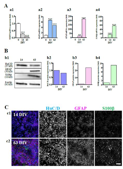 Astrocytes Are Differentiated In Hipsc Derived Neural Culture Download Scientific Diagram