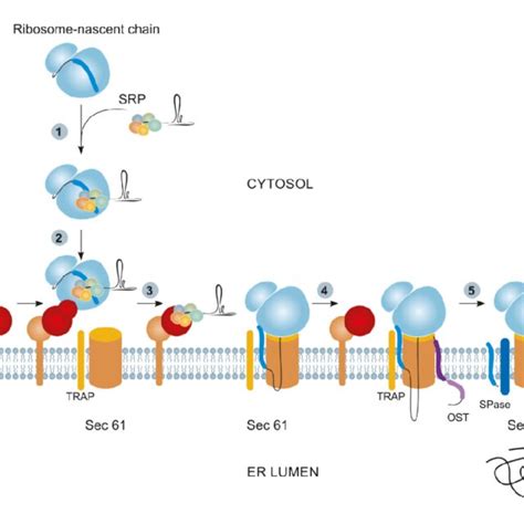 The Cotranslational Protein Targeting Pathway 1 The Srp Binds A