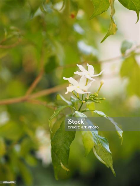 근접 촬영 나무 Gerdenia 상장 재 스민 화이트 자연에서 아름 다운 꽃 0명에 대한 스톡 사진 및 기타 이미지 0명 계절 꽃 나무 Istock