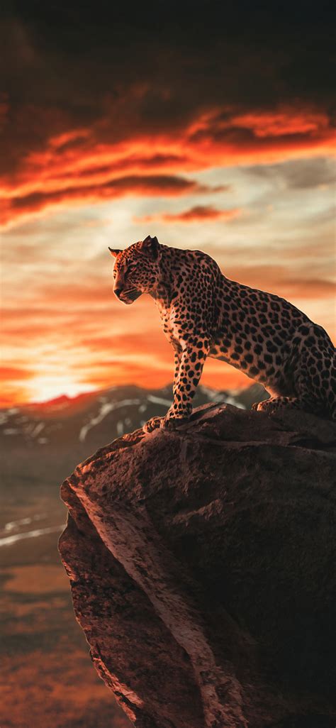 1125x2436 Cheetah Morning Time 4k Iphone Xsiphone 10iphone X Hd 4k Wallpapersimages