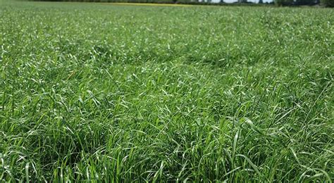 Grassland Reseeding How To Pick The Right Ingredients Agridirectie