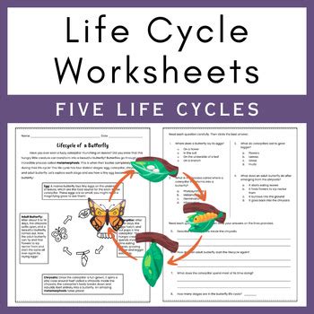 Five Lifecycle Worksheets NGSS LS By Tulip Learning TPT