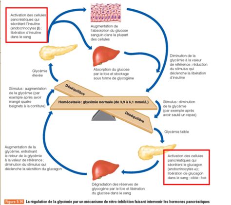 La Différenciation Cellulaire Flashcards Quizlet
