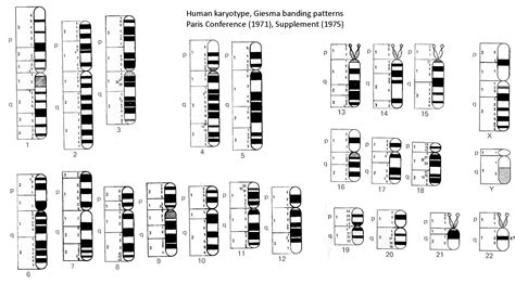 Chromosome Banding Banding Chromosome