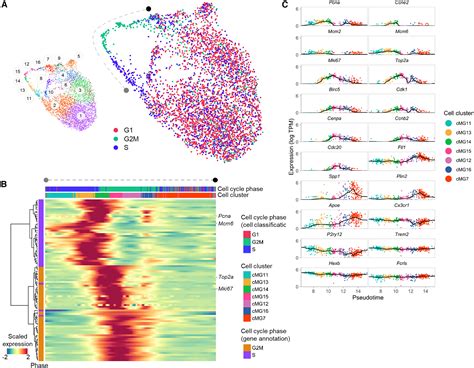 Phenotypic And Spatial Heterogeneity Of Brain Myeloid Cells After