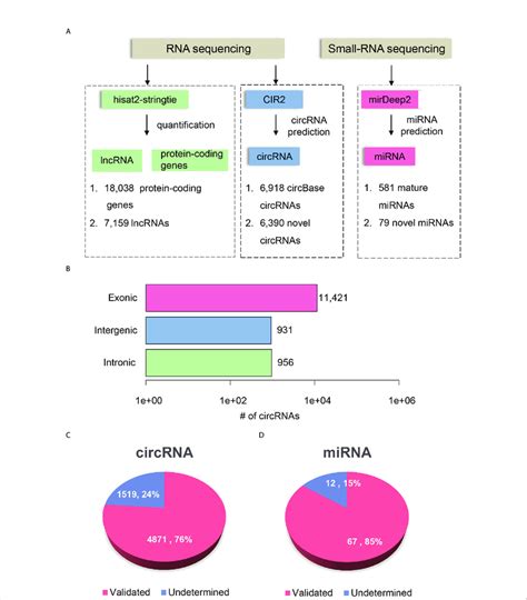 Transcriptome Profiling Of Non Coding Rnas By Rna Seq In Hcc A The Download Scientific