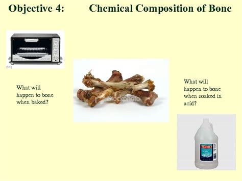 Labs 4 And 5 The Skeletal System Expanded