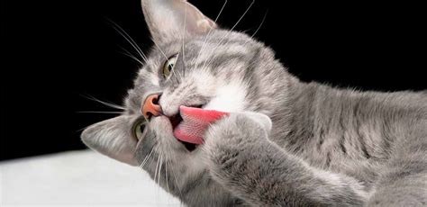 Why Do Cats Eat Their Hair And Do You Need To Stop Them