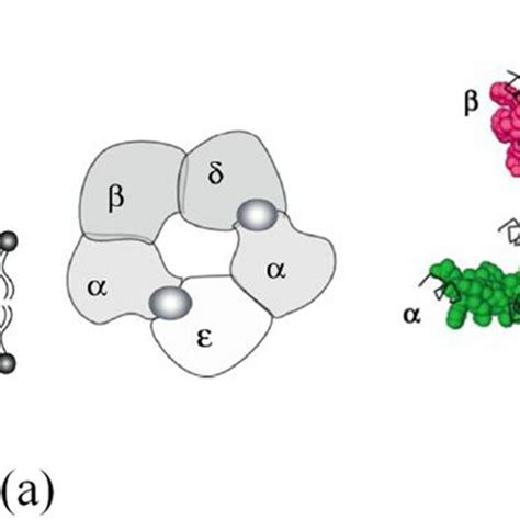 Configuration Of Subunits And Intra Subunit Structures To Form Download Scientific Diagram