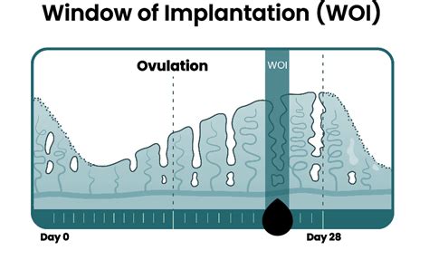 Implantation Window Test First Genomix