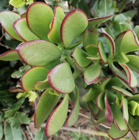 Cotyledon Succulents 25 Varieties You Need To See To Believe