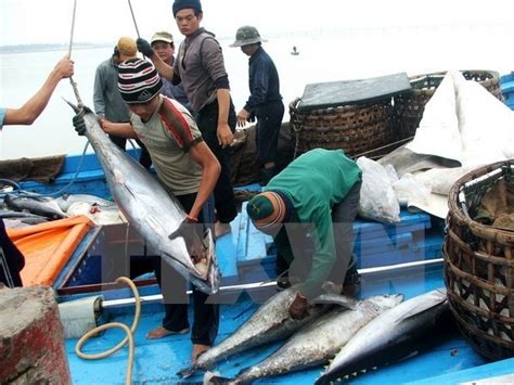 Get Japan To Remove Tuna Import Duty Exporters