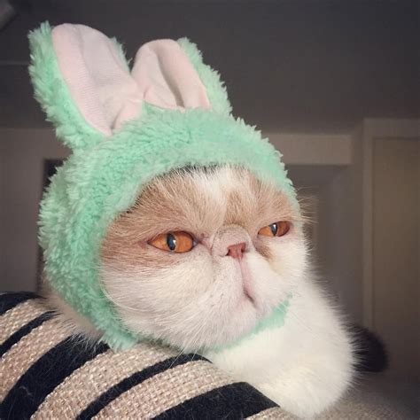 Милые котики в шапочках 71 фото