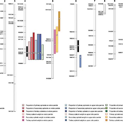 Chromosomal Locations Of Quantitative Trait Loci Qtls For Days To Download Scientific Diagram