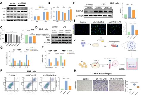 Knockdown Of Ezh2 Reduces Apoptosis And Inflammatory Responses In