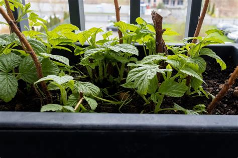 10 Essential Tips When Growing Raspberries In Pots With Recommended