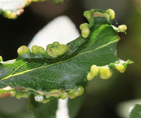 What Kills Gall Mites