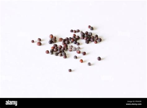 Brassica Rapa Seed