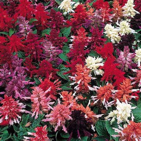 Салвия пламъче Озеленяване и поливни системи