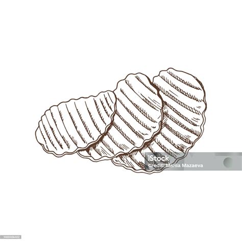 감자의 벡터 스케치 Ncrisps 에코 푸드 빈티지 벡터 일러스트레이션 흰색 배경에 고립 된 인쇄 웹 모바일 및 인포 그래픽을위한 전분 스케치 일러스트레이션 감자 요리에