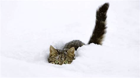 The Best Of Funny Cats Discovering And Playing In Snow New Youtube