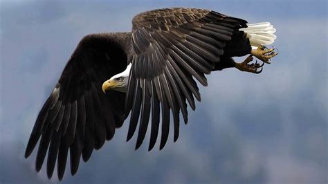 The Largest Eagles Top 10