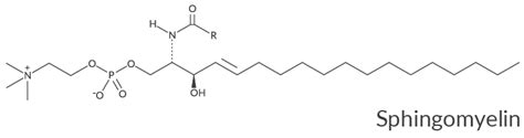 Sphingomyelin Synthesis
