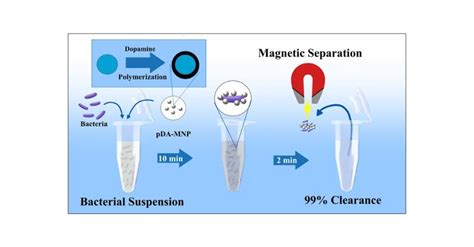 Bacterial Binding To Polydopamine Coated Magnetic Nanoparticles Rajendra Gautam