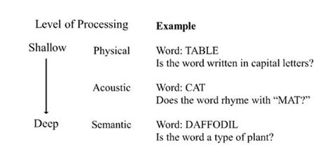 Encoding And Levels Of Processing Theory Flashcards Quizlet