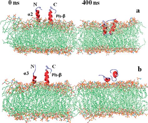 Figure 5 From Structure Activity Relationships Of An Antimicrobial Peptide Plantaricin S From