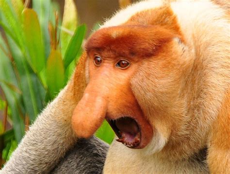 Proboscis Monkey Alchetron The Free Social Encyclopedia