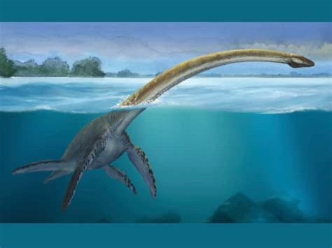 Plesiosaur Fossil
